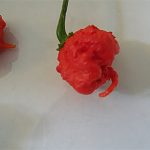 Ed Currie’s Carolina Reaper Wins Guinness World Record as the Hottest ...